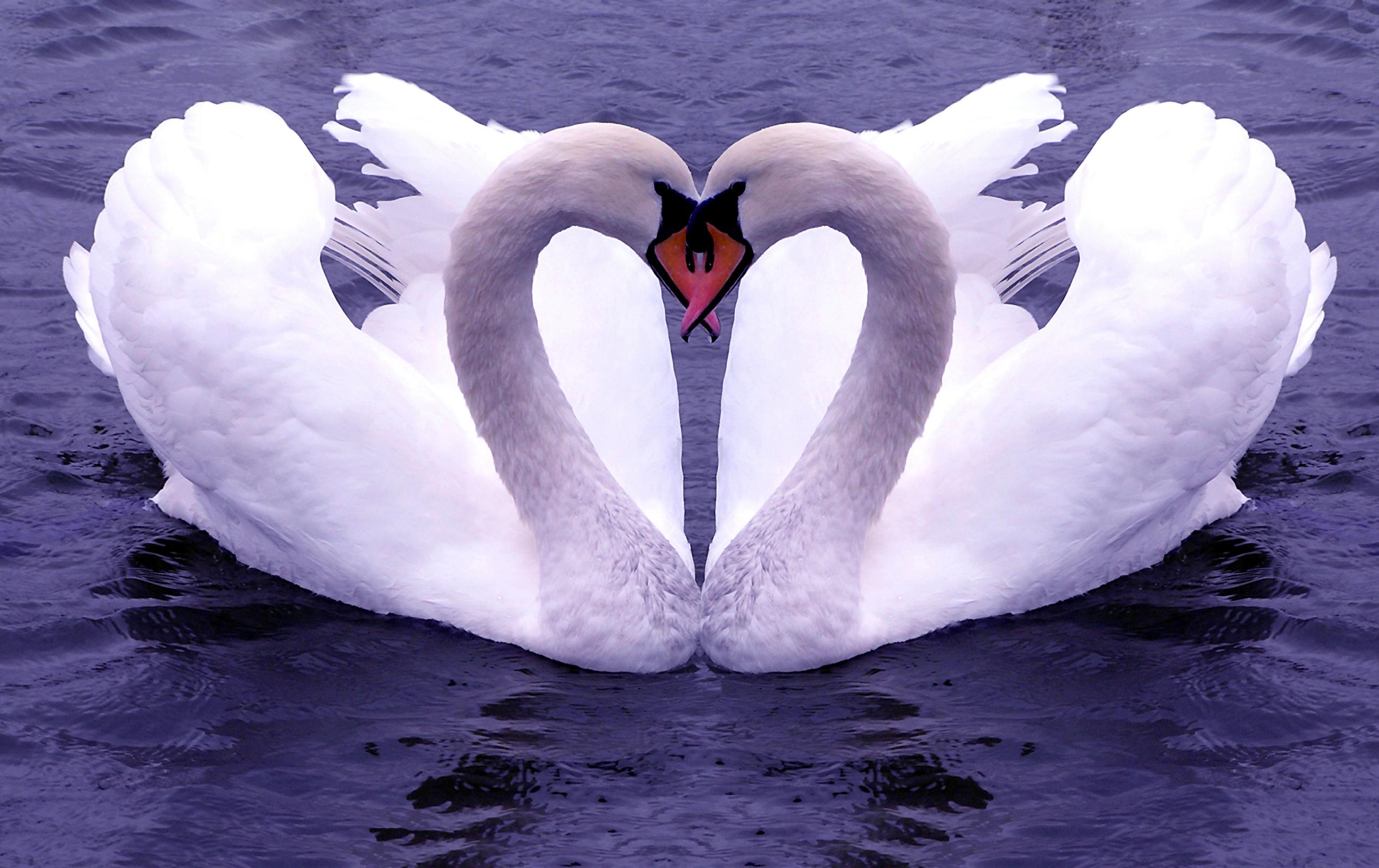 Swan Wallpapers Images And Animals Swan Pictures 721 